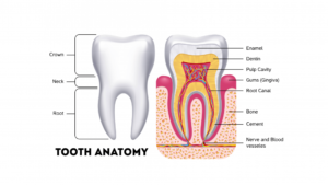 What is Bone Loss and Can It Be Treated? - Alpha Dental